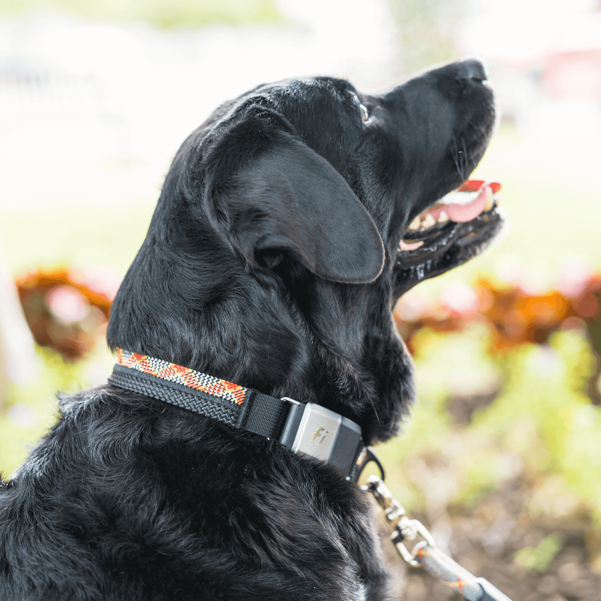 Rope Hounds Fi Compatible Collar Band - Green
