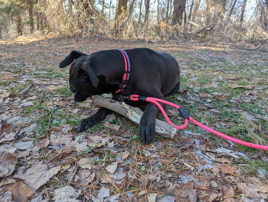 Rope Hounds: Dog Gear Made for Adventure